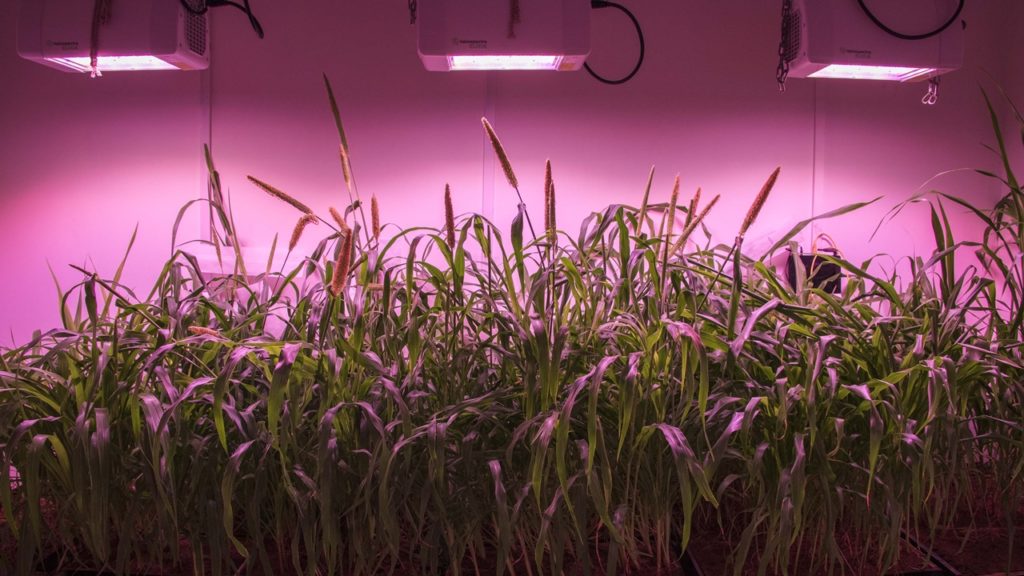 Facilities – BioNcube of ICRISAT